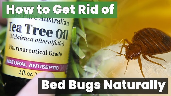 Get Rid Of Bed Bugs Naturally How To Get Rid Of Bugs Organically