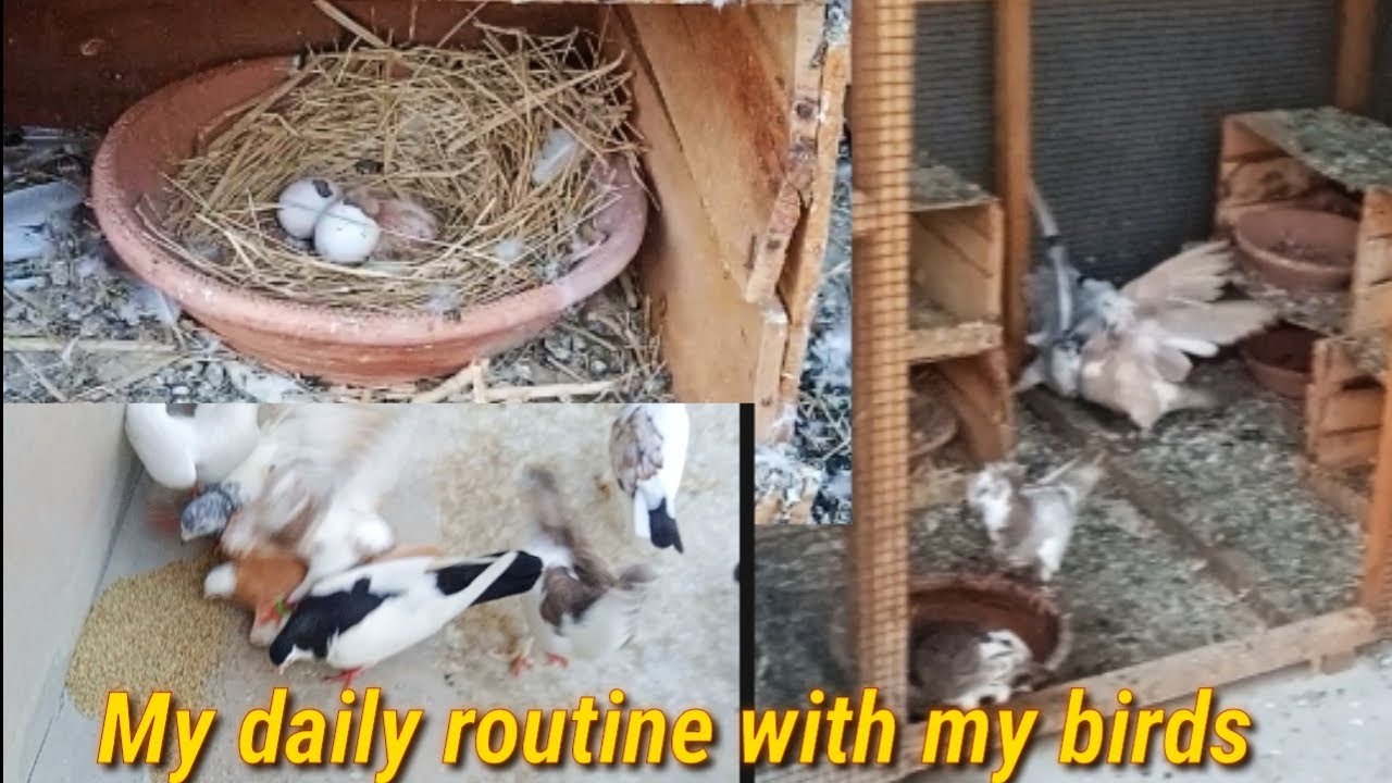 My daily routine with my birds | Meri birds ke sath daily routine ...