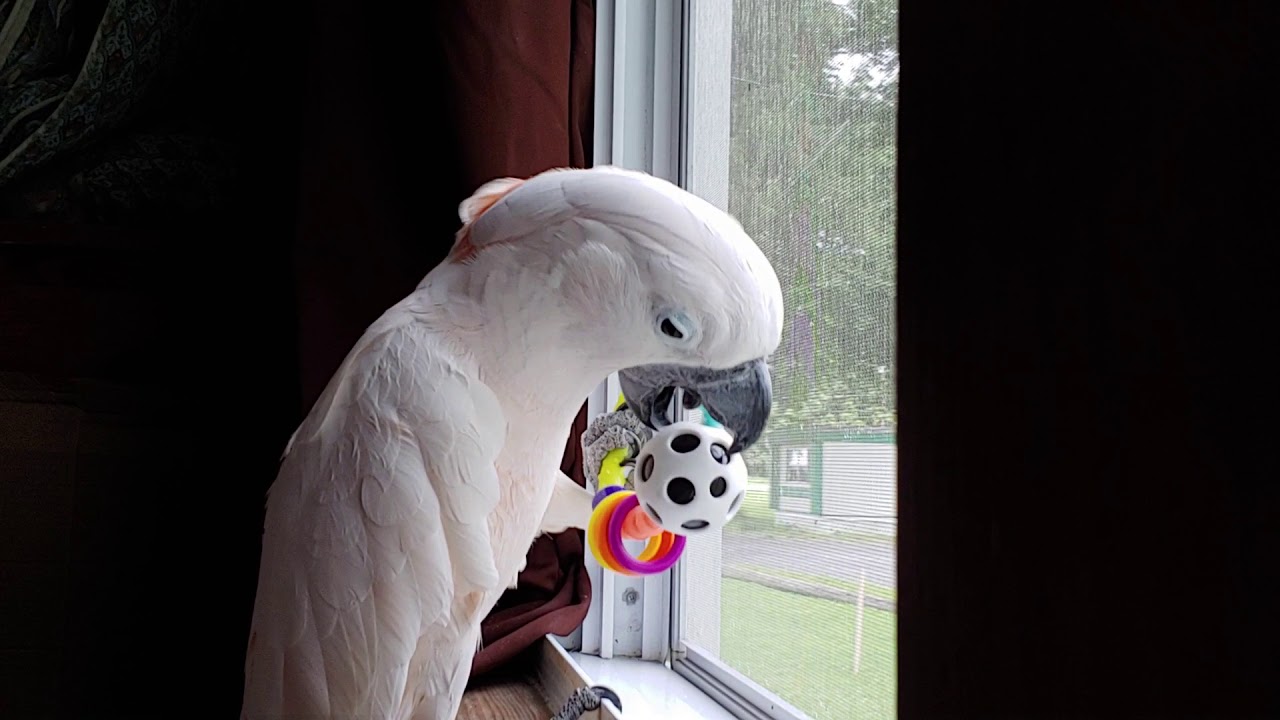 Window Play Time - YouTube