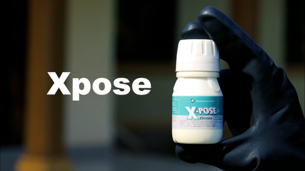 Get peace that lasts at last. Learn how to mix Xpose - YouTube