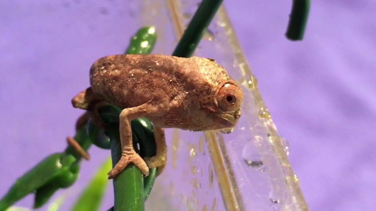 Baby Panther Chameleon Drinks Water.... for the first time - YouTube