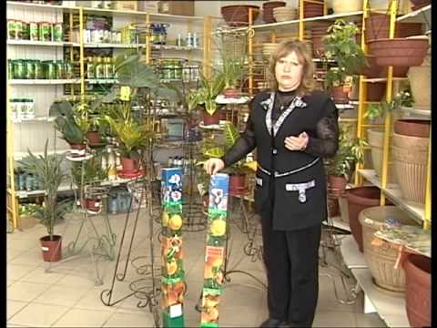 Персик и нектарин. Особенности выращивания. - YouTube