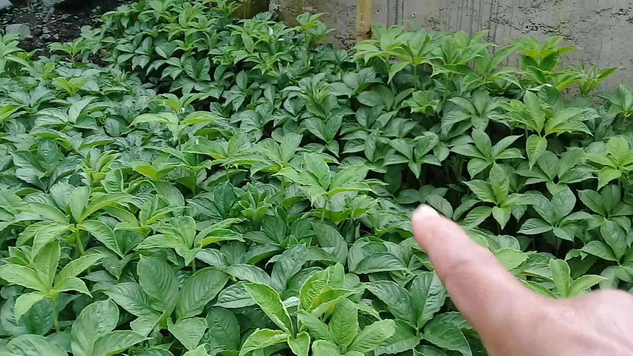 PERKEMBANGAN BIBIT BUNGA PORANG/SPORA SUPER - YouTube