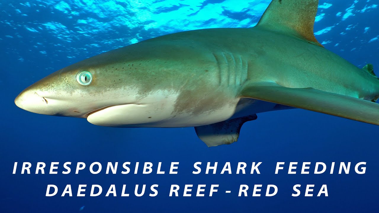 Irresponsible Oceanic Whitetip Shark Feeding - Daedalus reef - Red Sea ...
