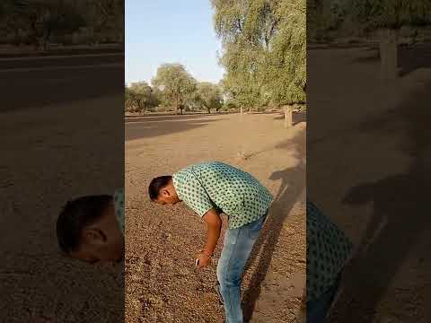 Anogeissus sericea var. nummularia, Indroka, Indradhonk, Roundleaf Axlewood, kharia soddha, Sojat.