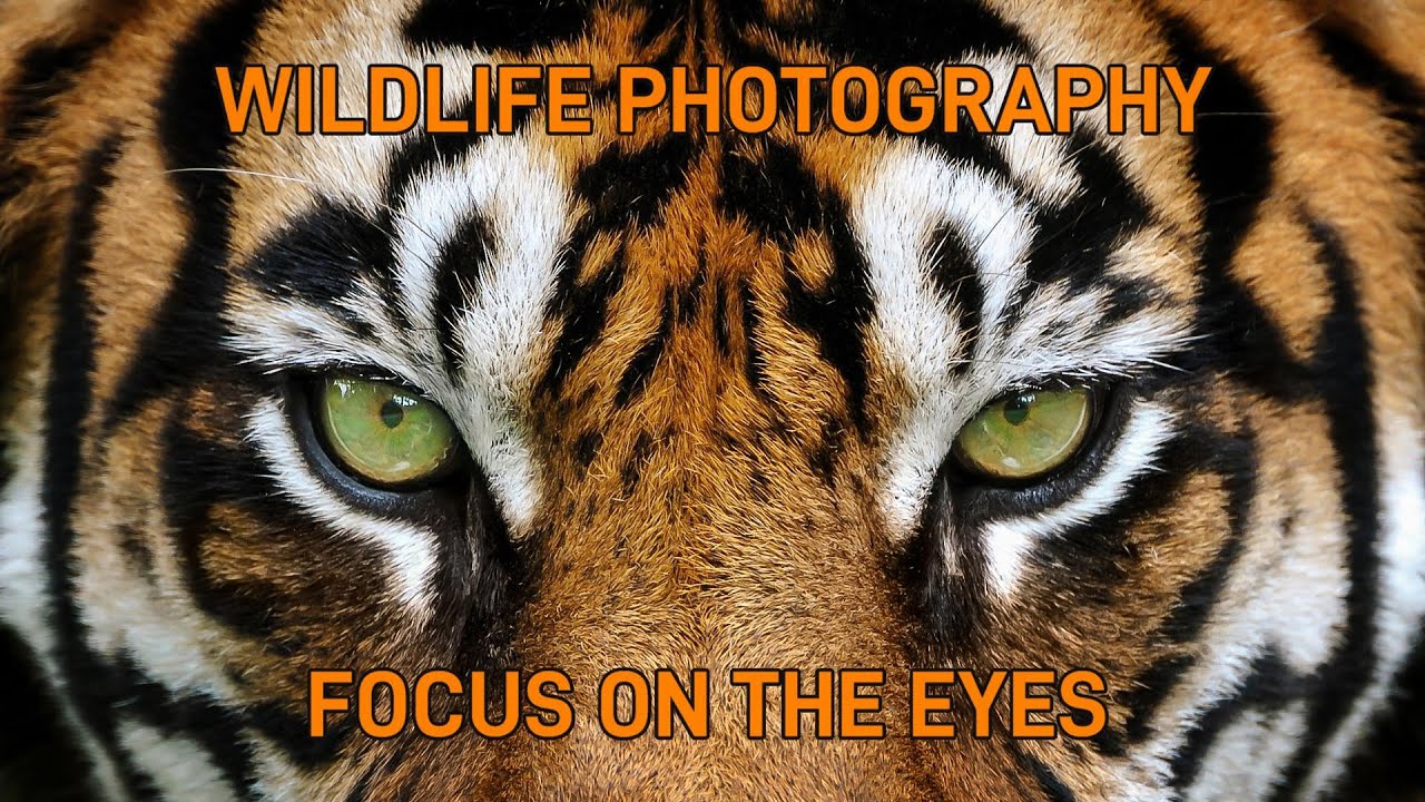 How to Focus on the Eyes in Wildlife Photography - YouTube