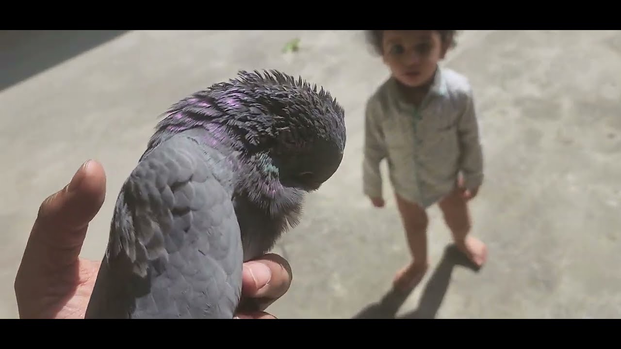 Innocent #Pigeon died in shock due to loud bursting firecrackers|| Dont ...