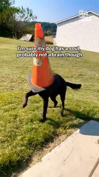 Goofy Dog Runs Around With Traffic Cone On Head - YouTube