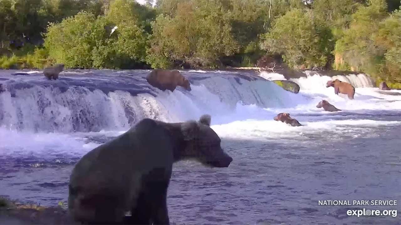 306 Sits in Front of the Falls Low Cam at Katmai National Park - August ...