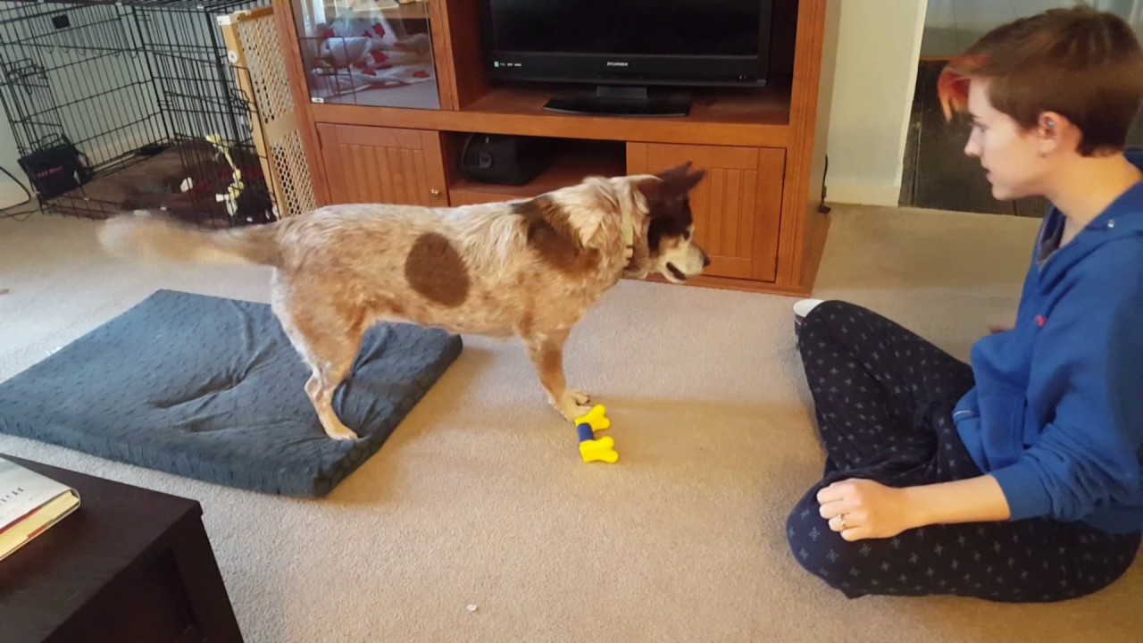 Visual Match to Sample: One Object at a Time - YouTube