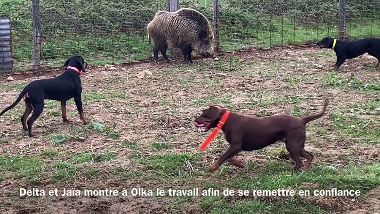 Delta, Jaïa et Olka ferme sur 🐗 - YouTube