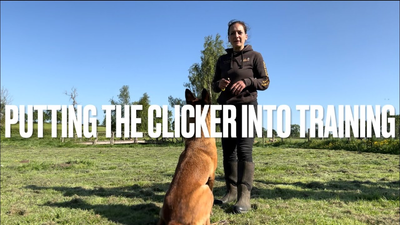 Putting the Clicker into dog training. How to use the clicker in dog ...