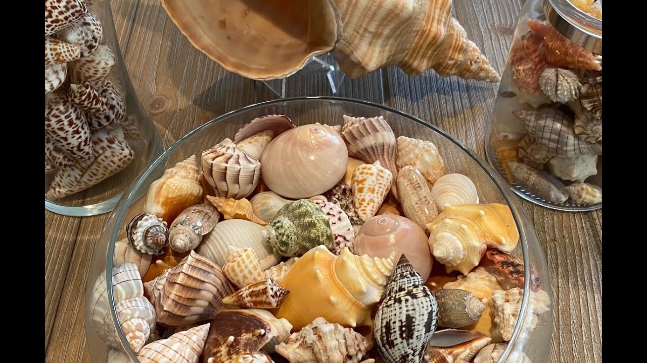 The Shell Nuts - Episode 2 - Displays and gift ideas for your seashells ...