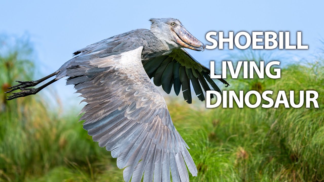 Unveiling the Shoebill | The Living Dinosaur of the Avian World #birds ...