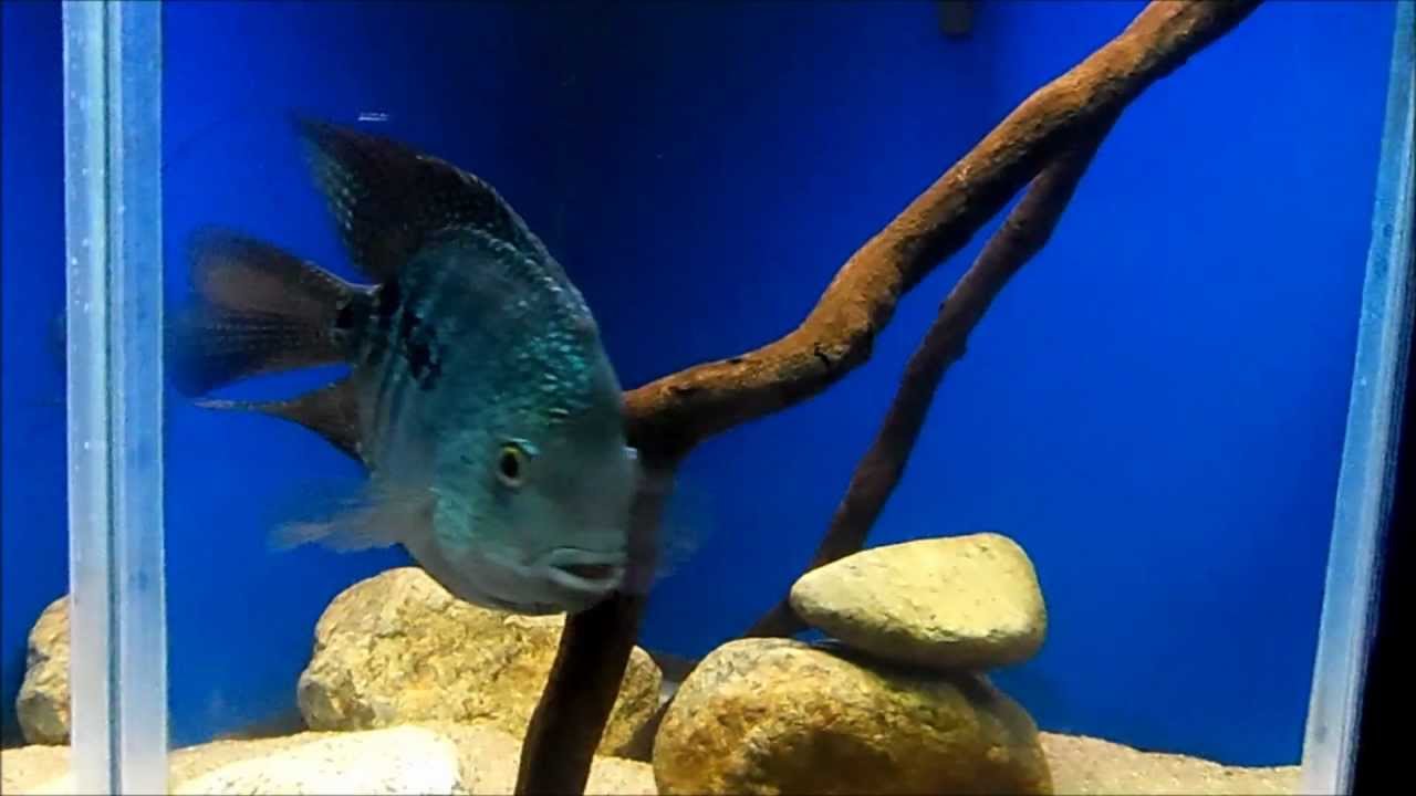 Short Body Texas Cichlid - YouTube