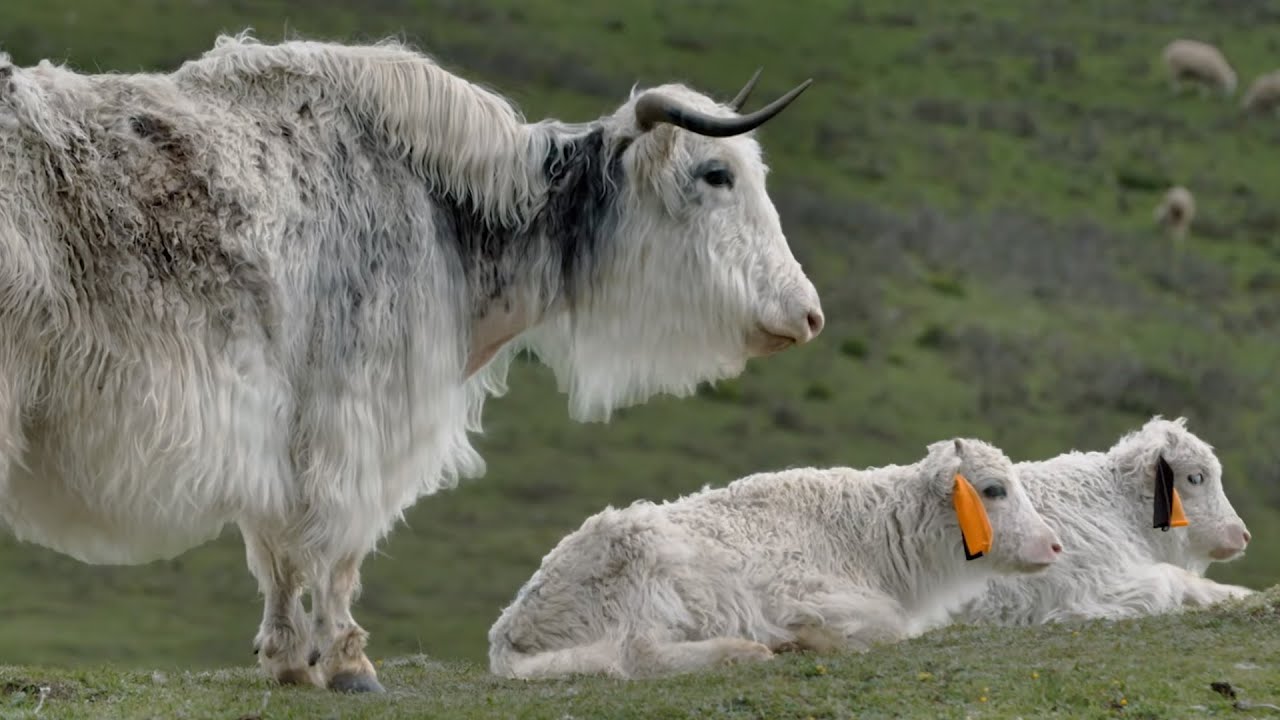China's Wild Yaks: The Secret To Feeding a Booming Population (4K ...