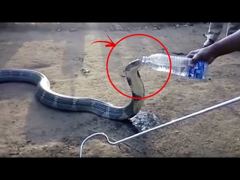 Kobra Köye Geldiğinde Herkes Paniğe Kapıldı. Yardım İstediğini Anladıklarında Olanlara İnanamadılar