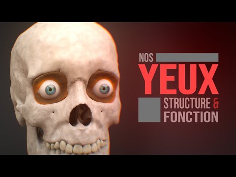 Comment fonctionne l'œil humain ! (Animation)