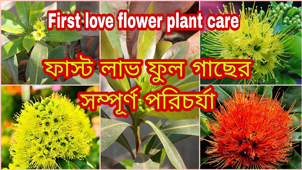 First love flower plant care / First love plant care in pot / ফাস্ট লাভ ...