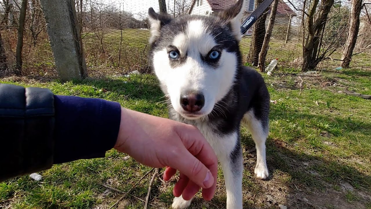 PUI DE HUSKY SIBERIAN - O FEMELA DE 6 LUNI CU OCHI SUPERBI. - YouTube