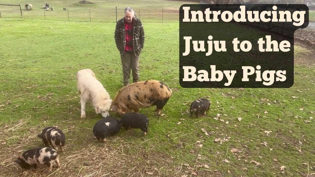Introducing Juju to the Baby Pigs - YouTube