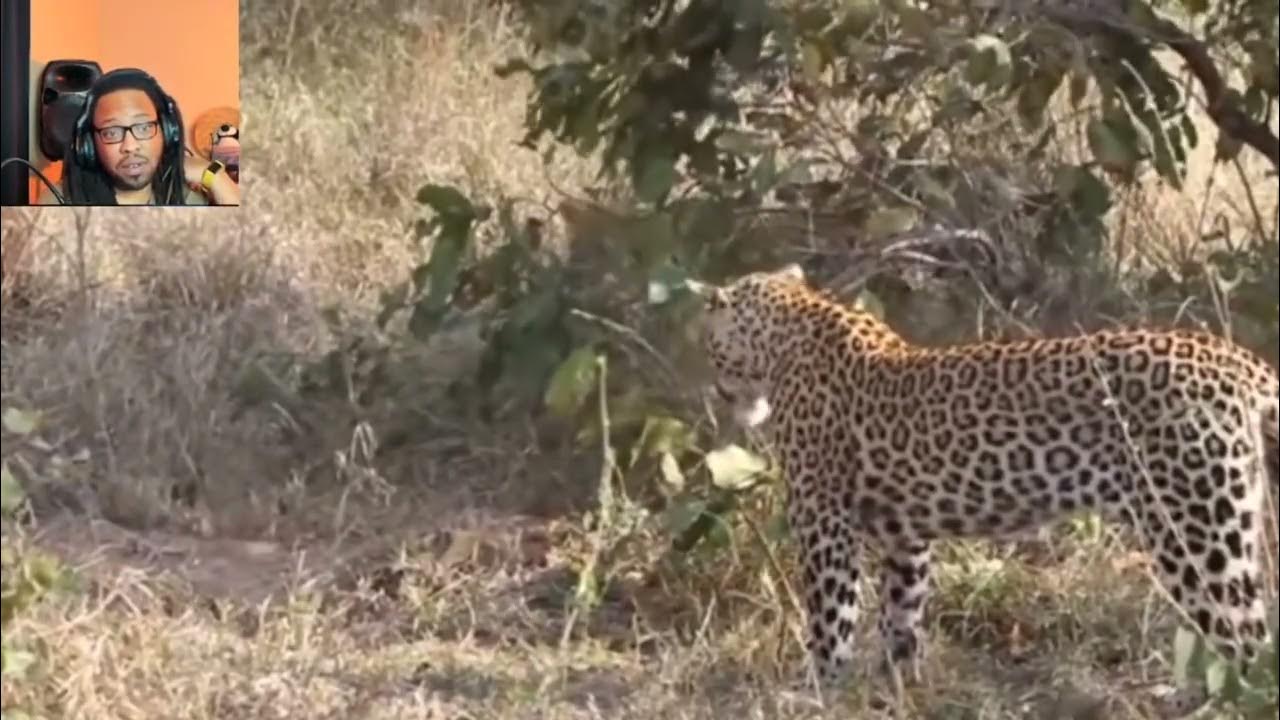 PT.64.1 What in the Wild w/ Ice😲#reaction #leopard #burmesepython # ...