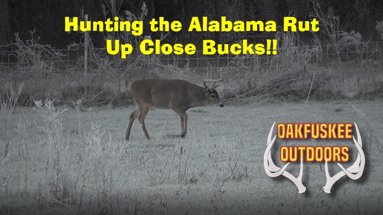 Big Alabama Buck In Rut | Up Close Footage - YouTube