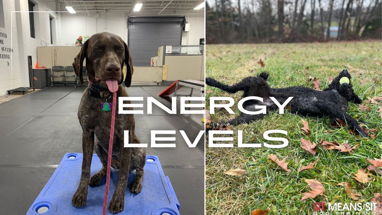 Mastering Energy Levels with Your Dog: Highs and Lows - YouTube