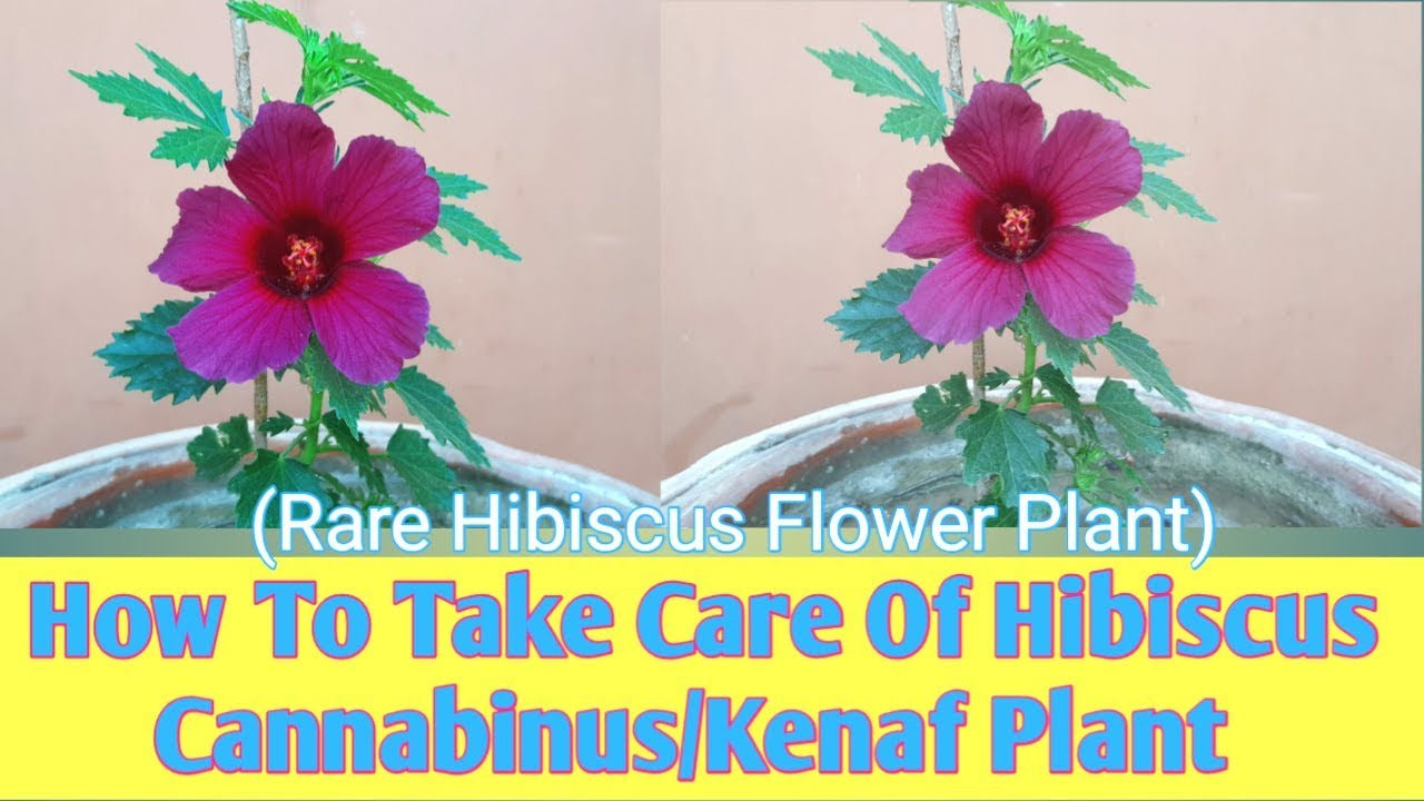 How To Take Care Of Hibiscus Cannabinus Plant in Pot || गुड़हल का ऐसा ...