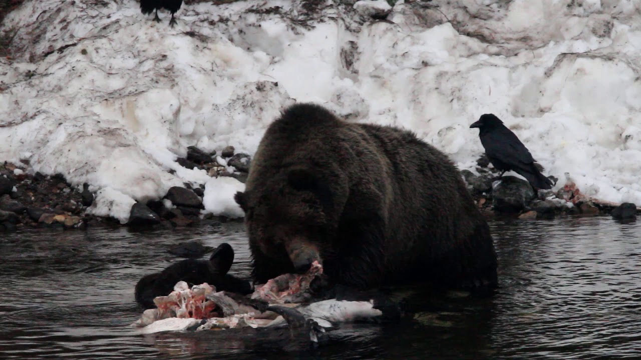 Grizzly eating a bison carcass at Lehardy Rapids May 2014 - YouTube