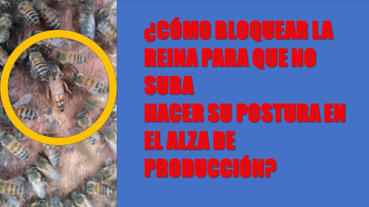 🚫 TÉCNICA PARA EL BLOQUEO DE LA REINA EN LA CÁMARA DE CRÍA. (NO MAS ...