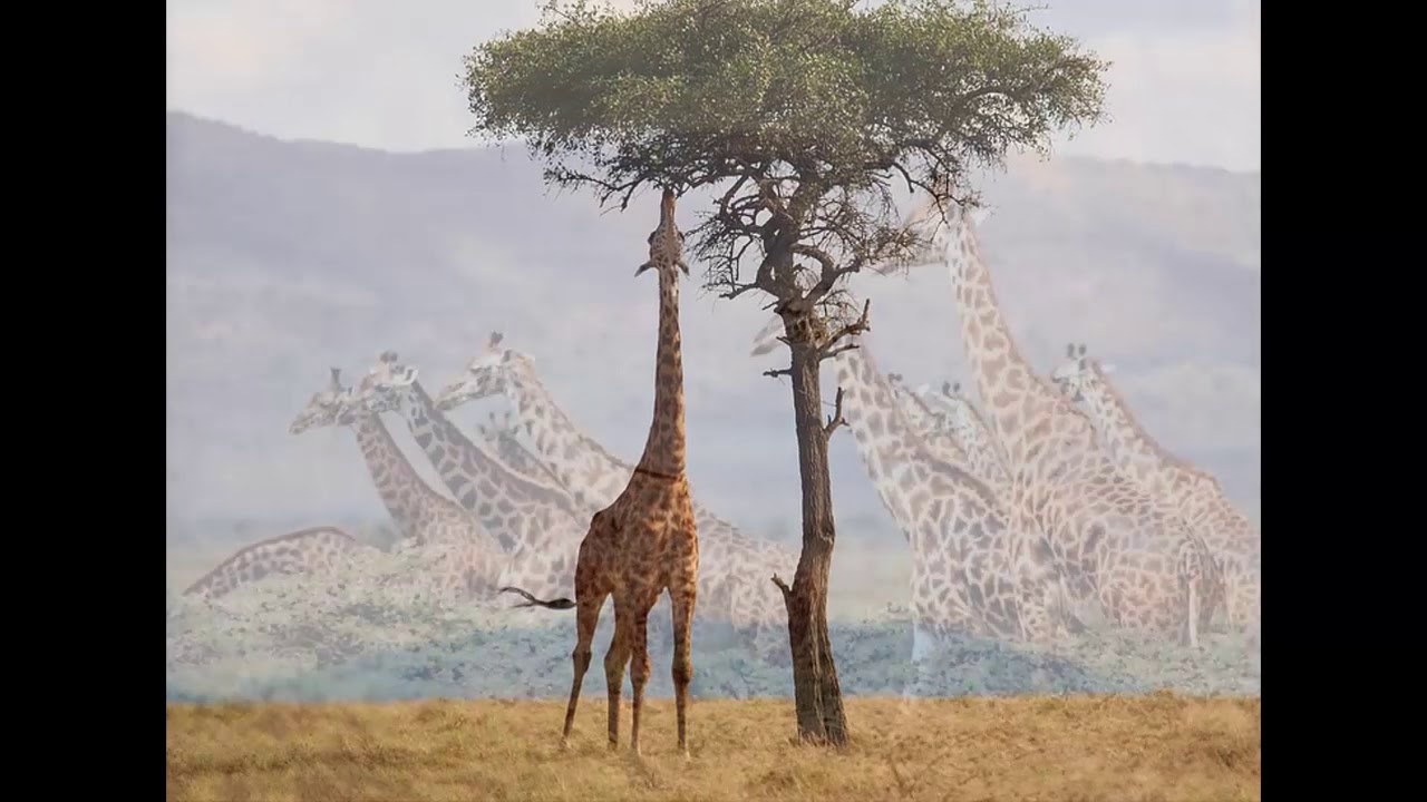 THULA THULA BABA (An African Lullaby) - YouTube