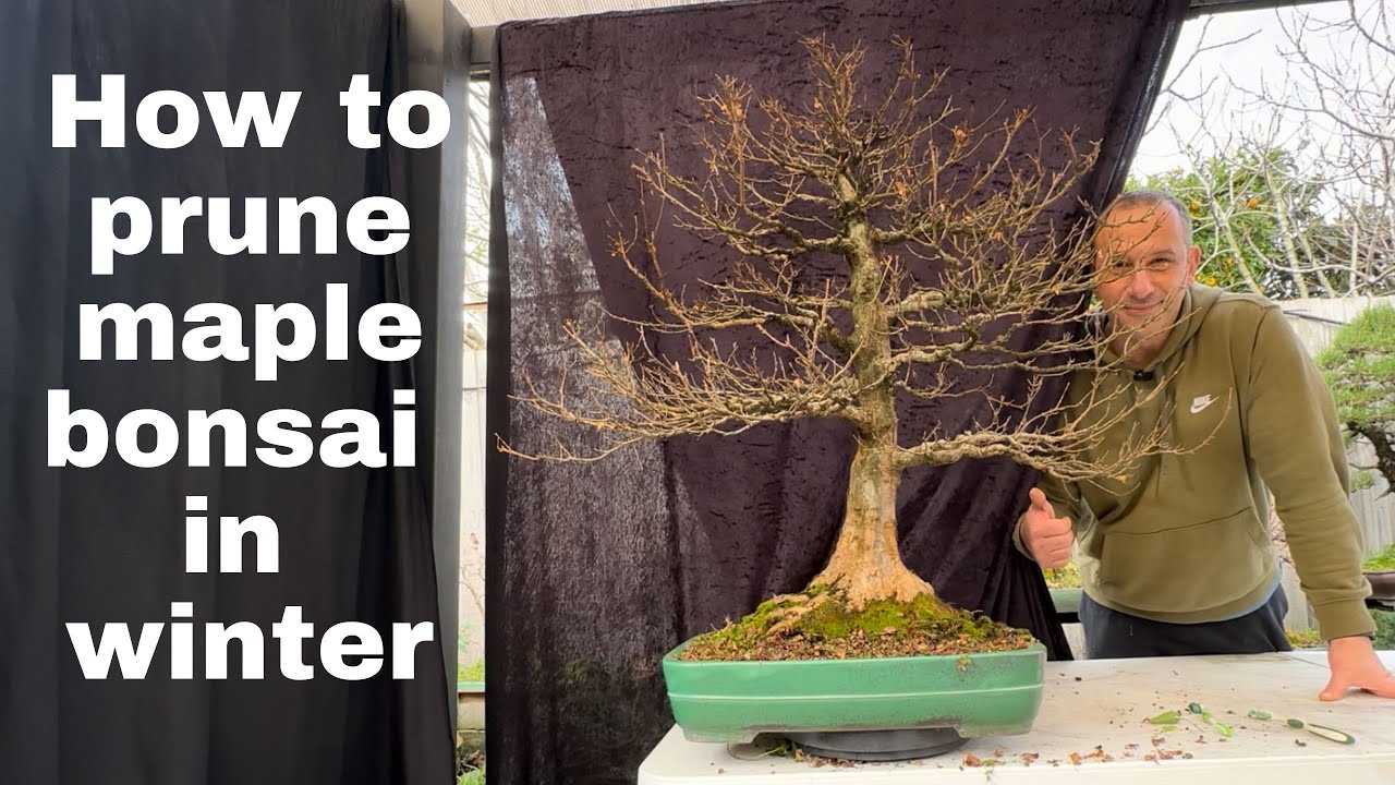 How to prune maple bonsai in Winter Simple steps to create better ...