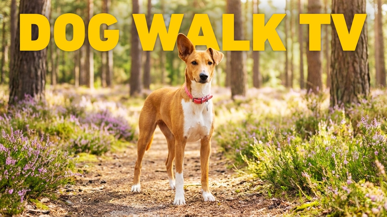Dog TV For Dogs NO ADS 🐾 Sunny Forest Dog Walk through the Woods ...
