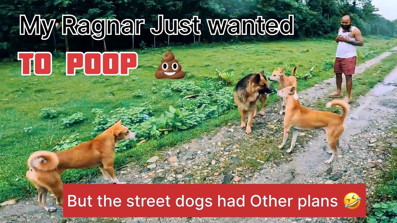 Northeast Trip with pet dog German shepherd Part 5 | Fight with street ...