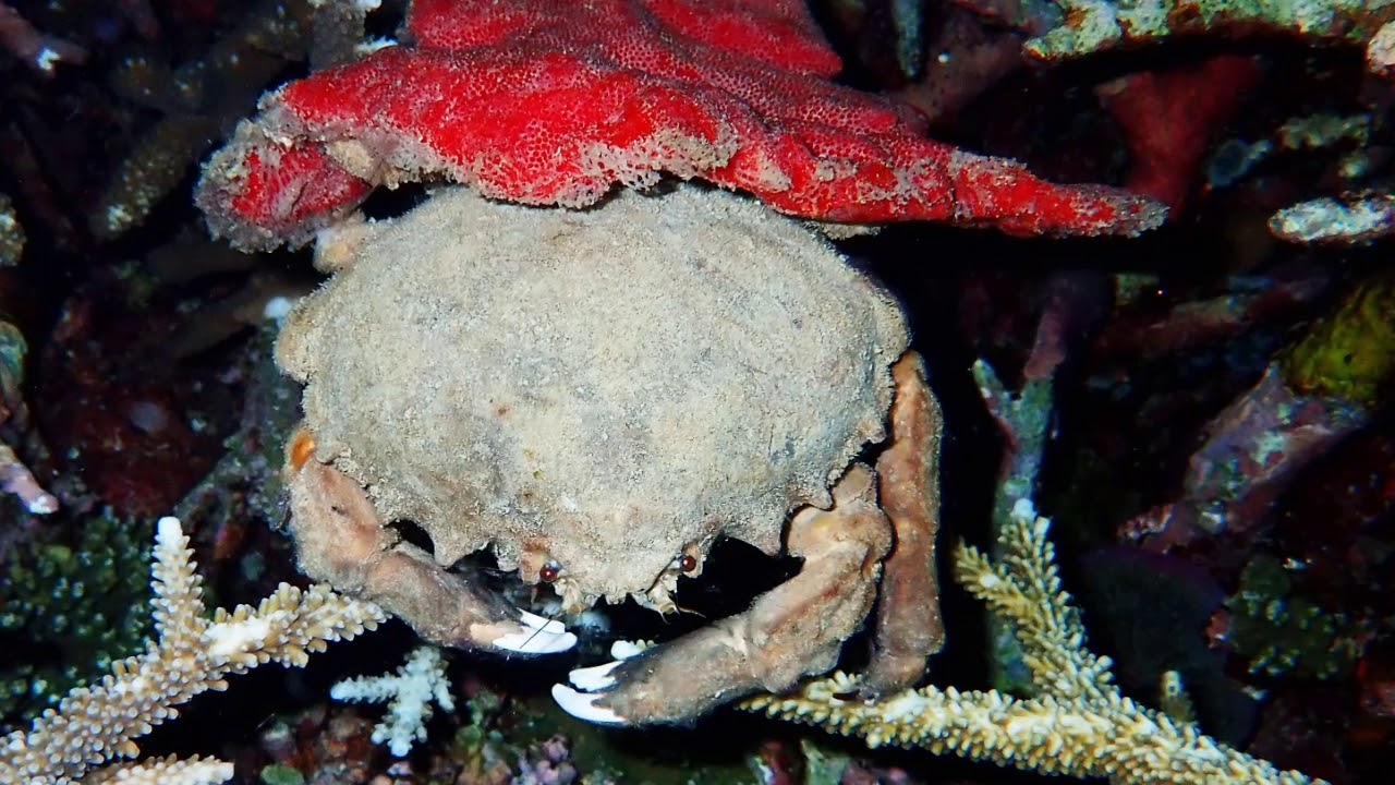 Tumidodromia dormia . Sleepy sponge crab. Губковый краб. - YouTube