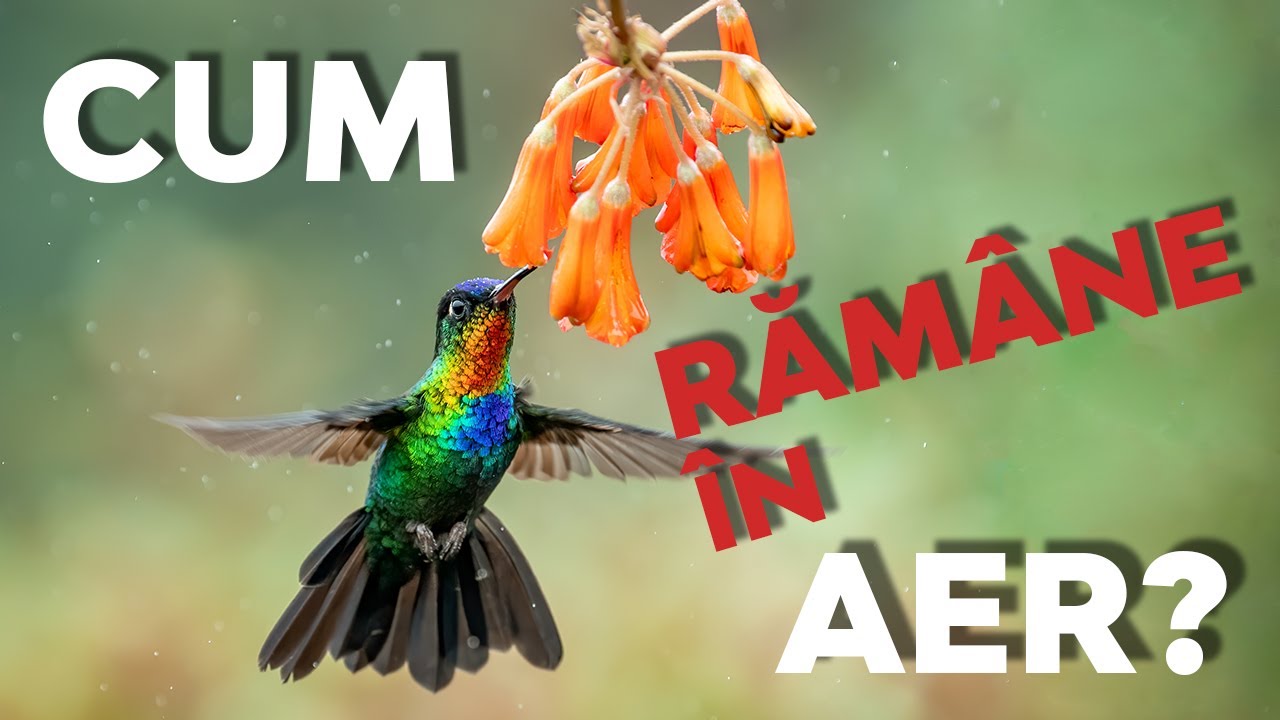 Pasarea Colibri | Călătorie în univers | Episodul 10 - YouTube