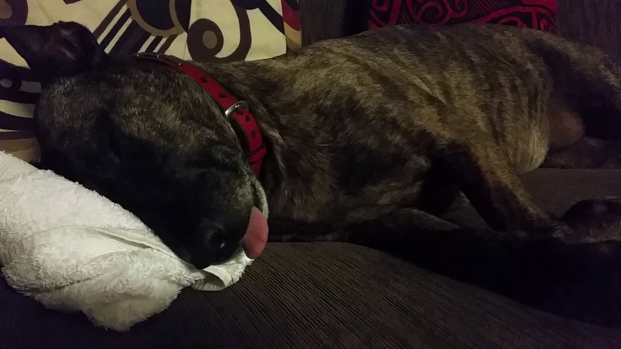 Funny snoring dog - YouTube