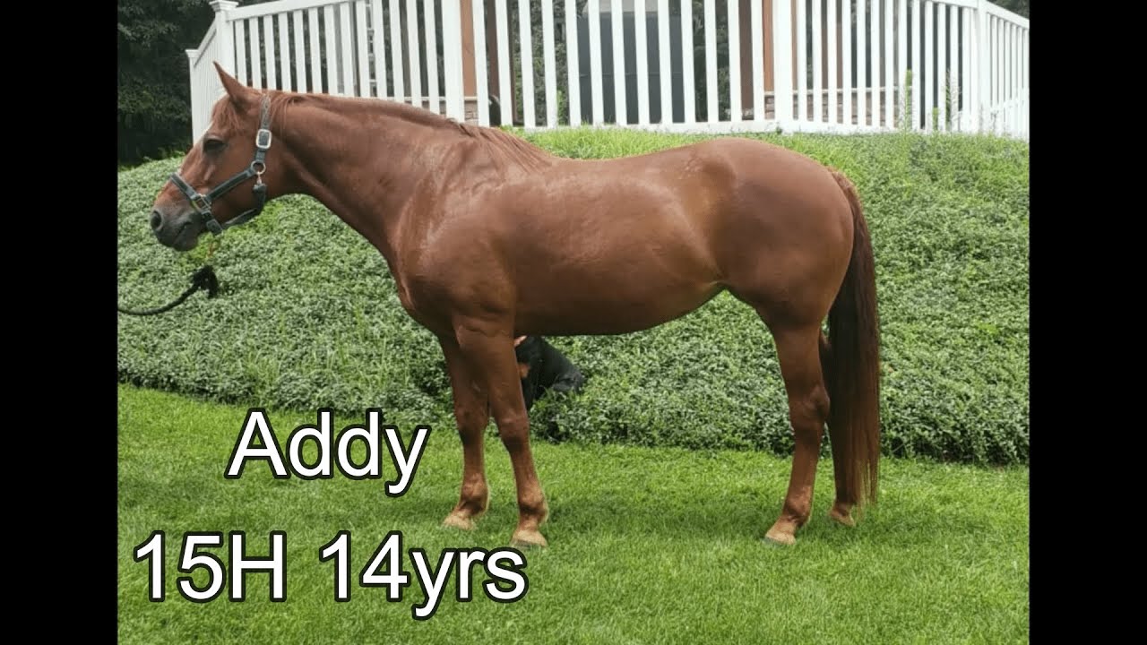 Addy - YouTube