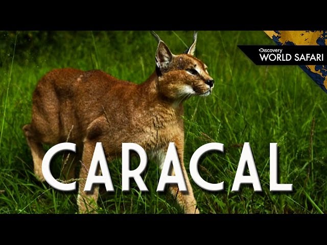 Caracal Cat Jumping
