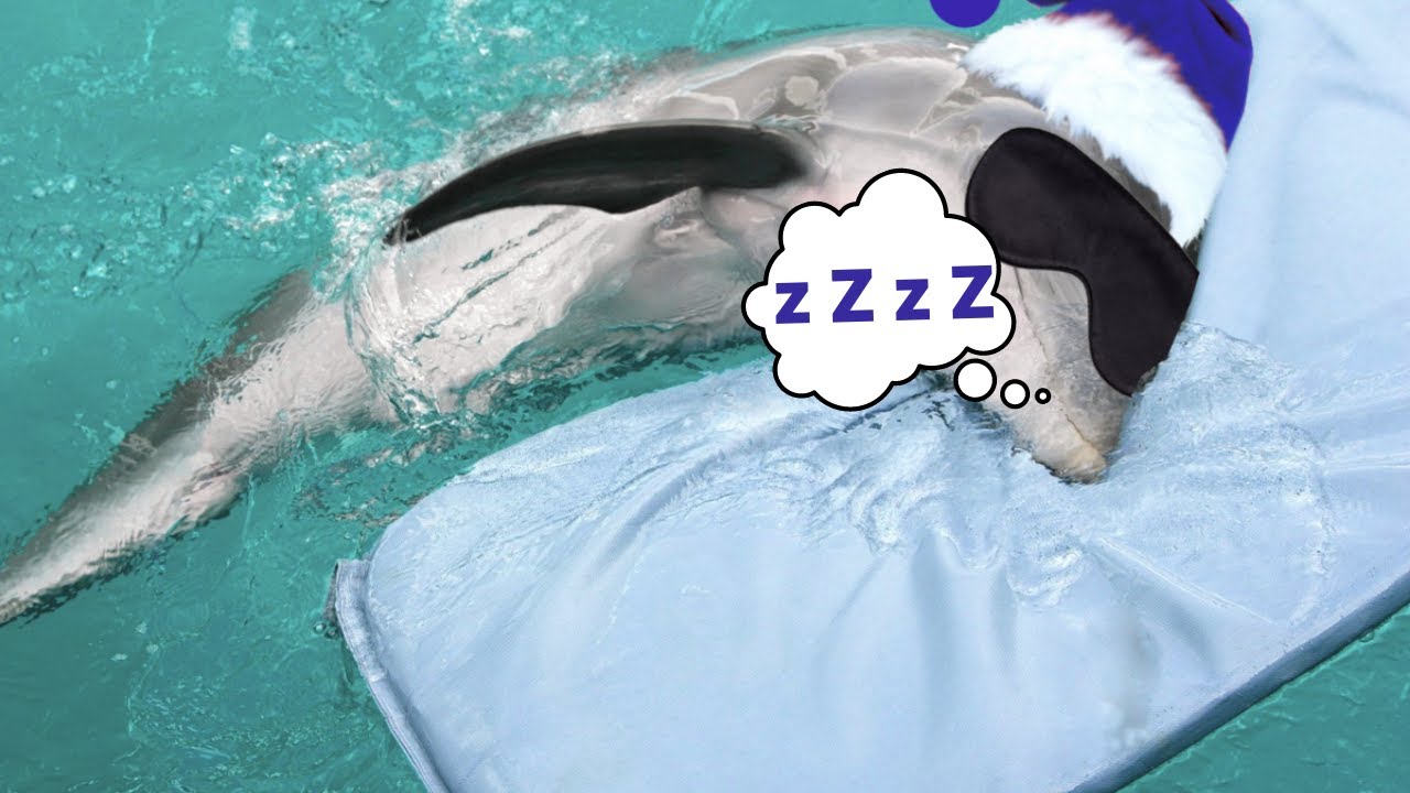 How do dolphins sleep? - YouTube