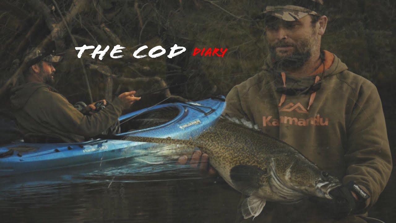 The cod diary / A Murray cod Exploration. - YouTube