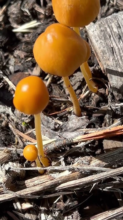 Meet the Mushrooms: 🍄😂One Spore-tacular Family #YouTubeShorts # ...