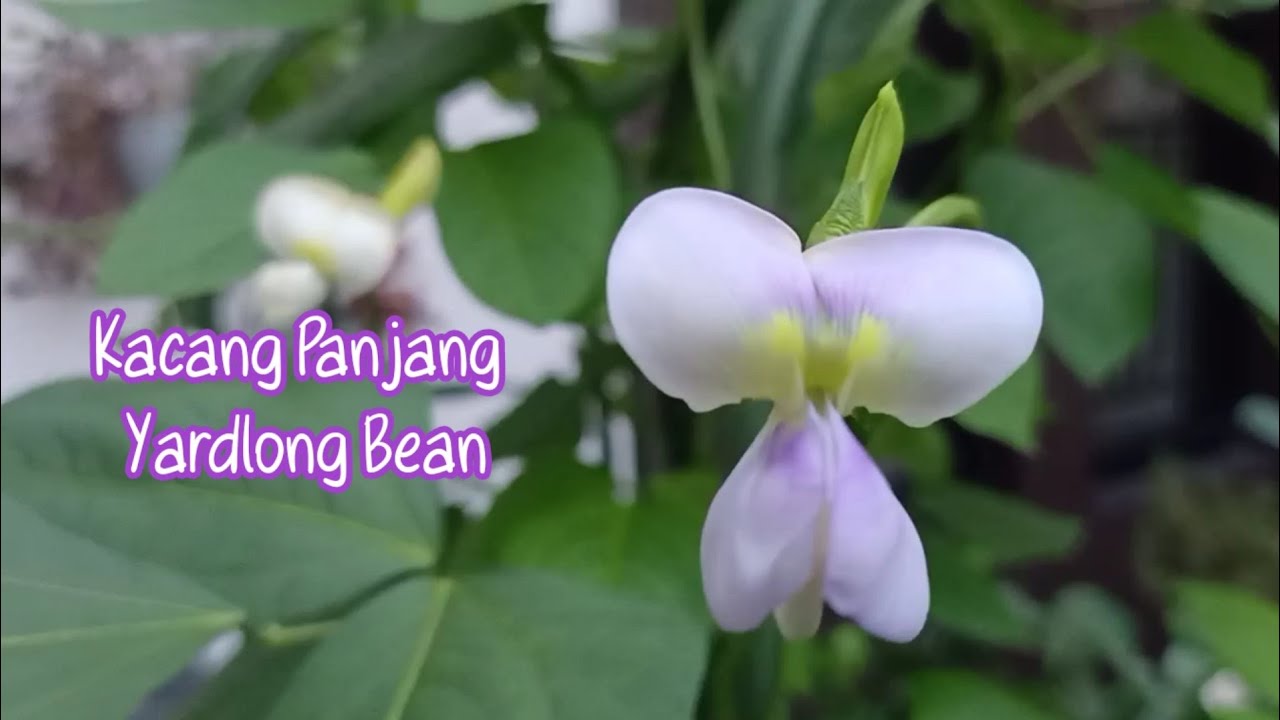 Bunga Kacang Panjang Edible Lho, Manfaat Kacang Panjang - YouTube