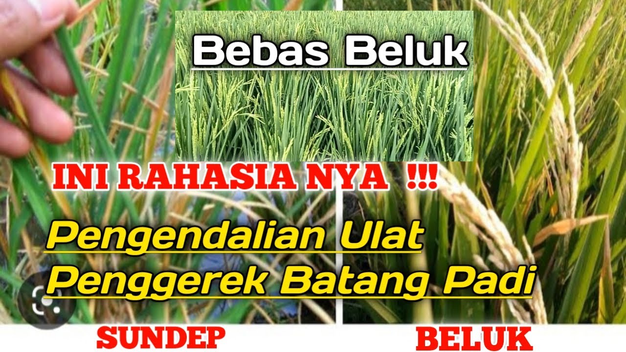 Cara Ampuh Mengatasi Hama Ulat Penggerek Batang Padi - Cara Tepat ...