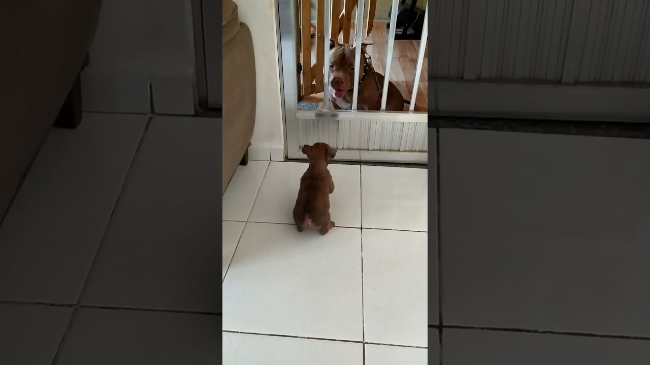 Little Pup Gets Scared by Big Dog || ViralHog - YouTube