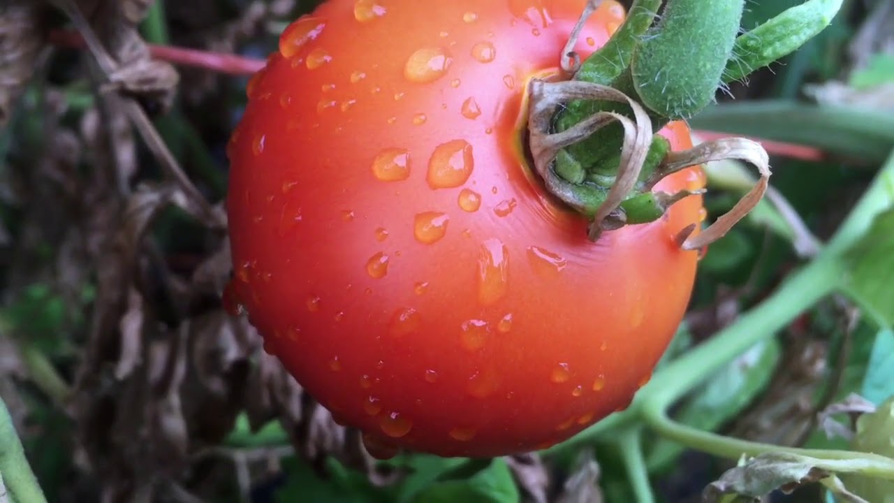 Camp Verde tomatoes - YouTube