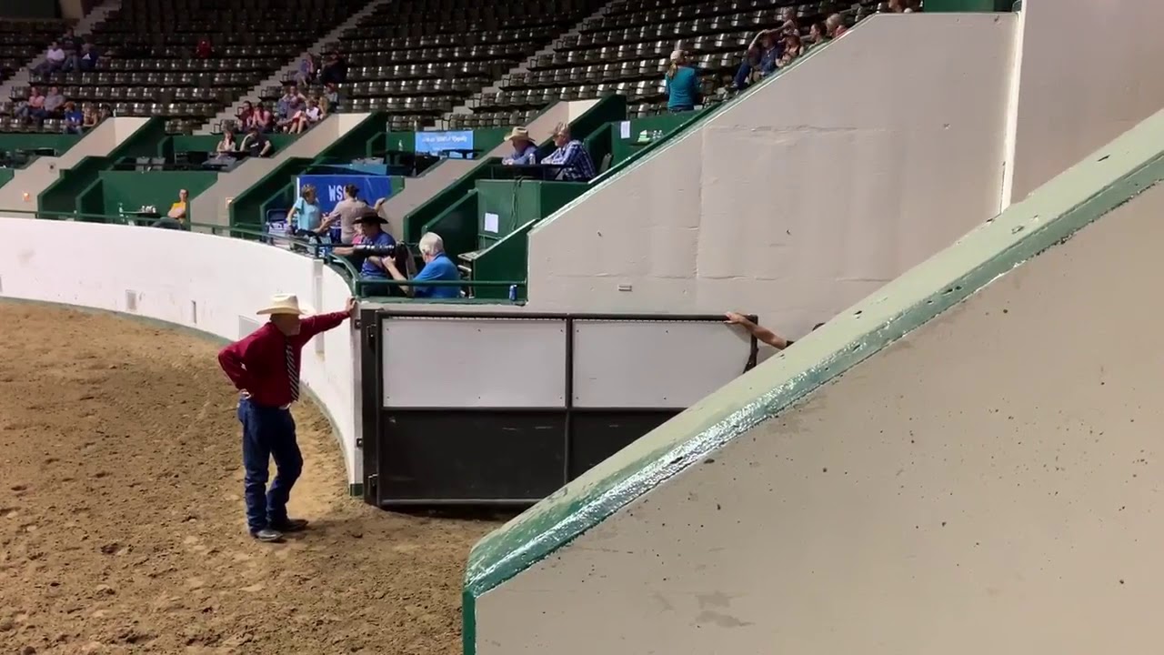 2019 champ show four in a line Wayne, Colton, Jessica, Sue - YouTube
