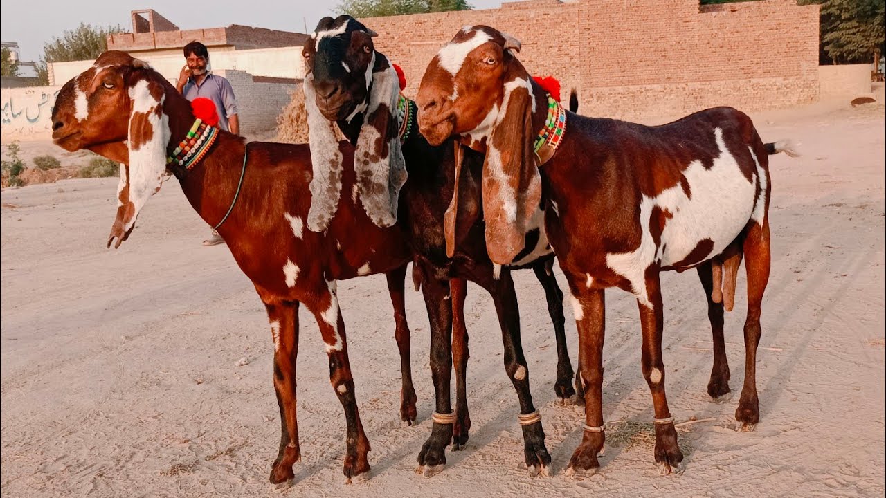 Bital parghnit Goat's 03184096101 Altaf goat farm - YouTube