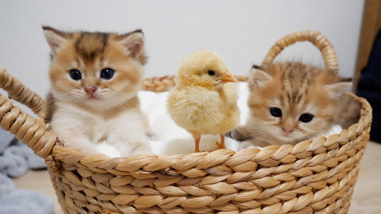 Kittens and a tiny chick are chatting in their basket - YouTube